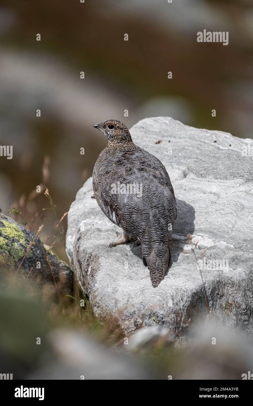 Perdix perdix isolated hi-res stock photography and images - Alamy
