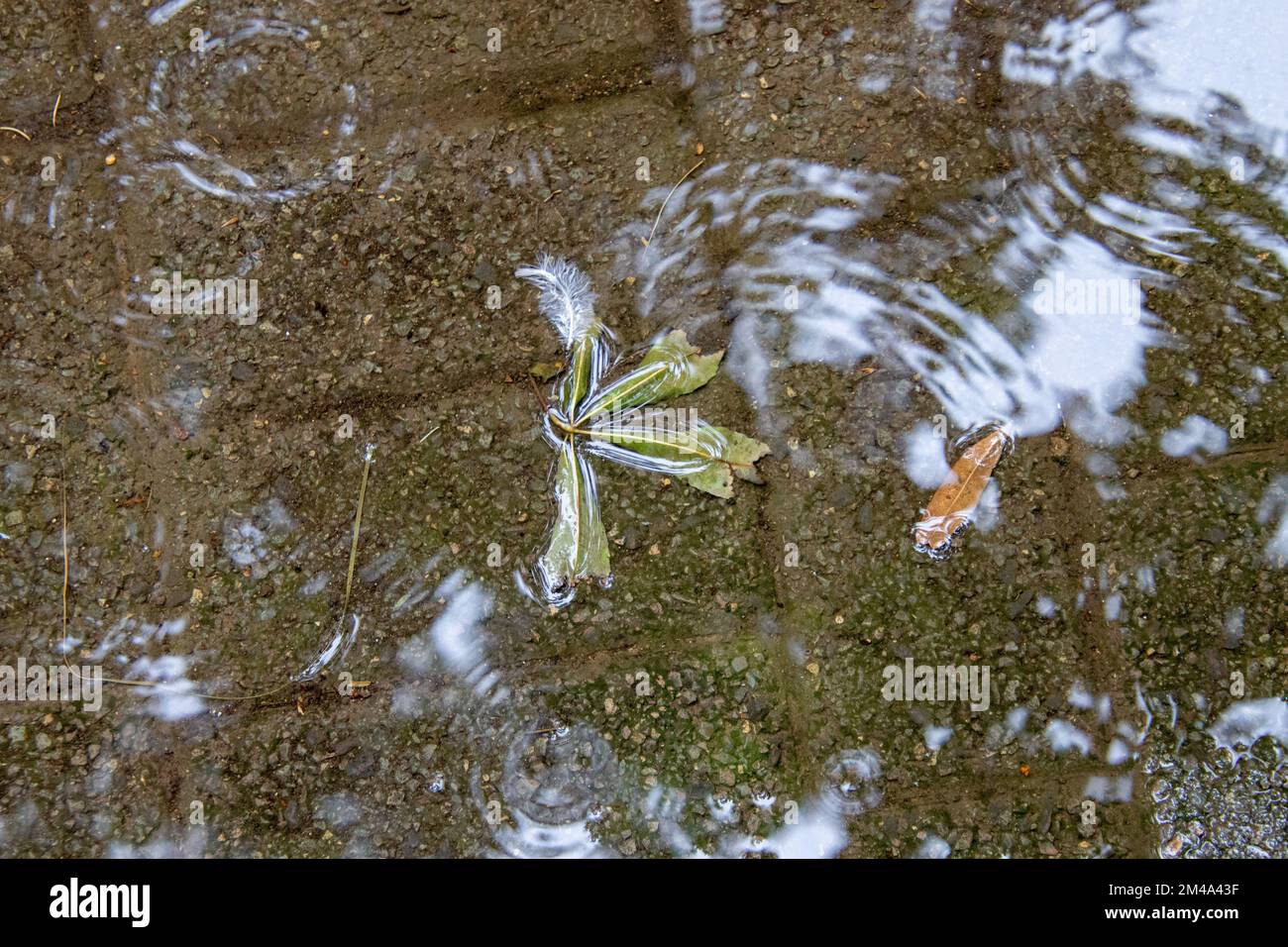 Reflections in a puddle of rainwater - image for background use Stock ...