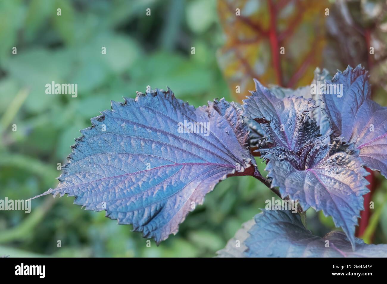 detail of shiso plant close up view growing outdoors in summer perilla ...