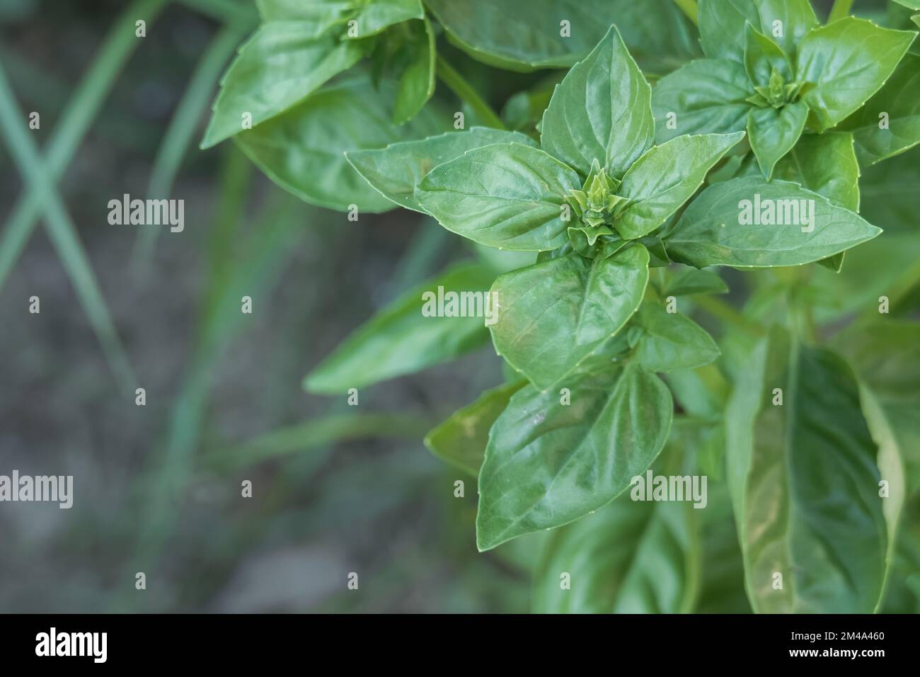 detail of basil plant at the beginning of flowering Stock Photo - Alamy