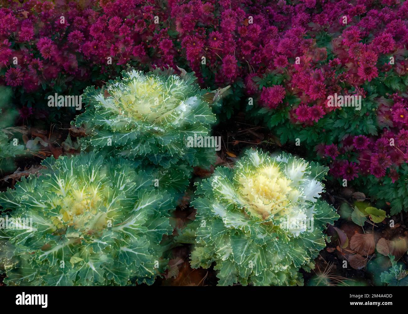 Chrysanthemums and Ornamental Cabbages contrast color and texture in a ...
