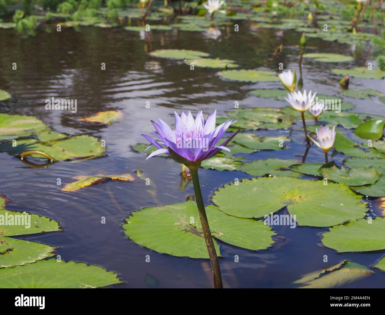 Extreme market: Manado Indonesia Stock Photo - Alamy