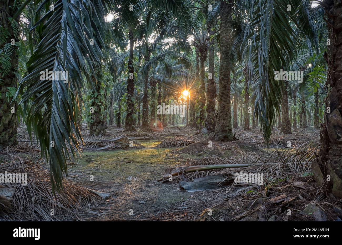 scenic environment at the isolated palm oil plantation Stock Photo - Alamy