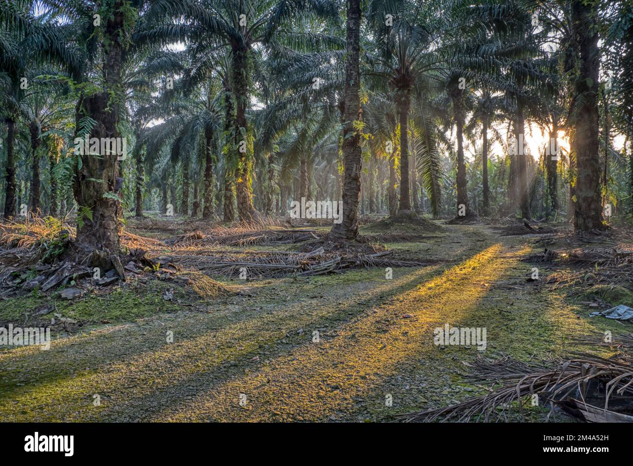 scenic environment at the isolated palm oil plantation Stock Photo - Alamy