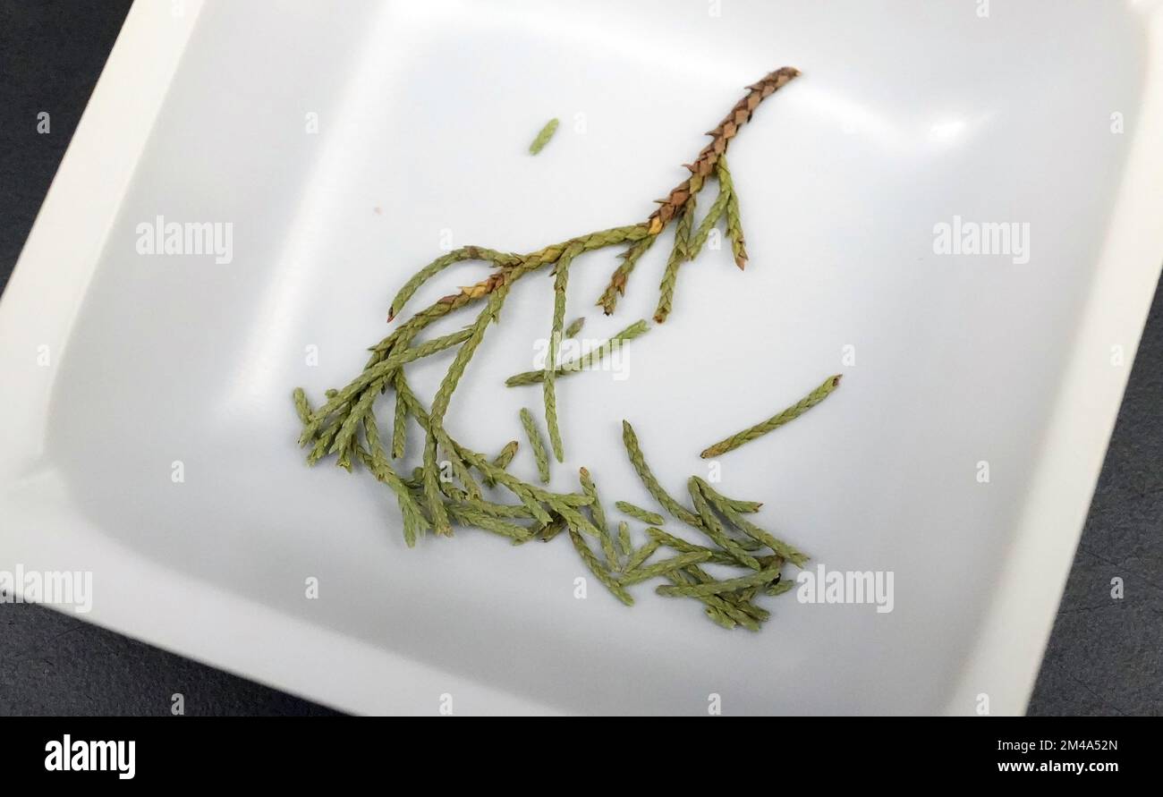Samples of juniper needles are displayed at the Missouri Botanical ...