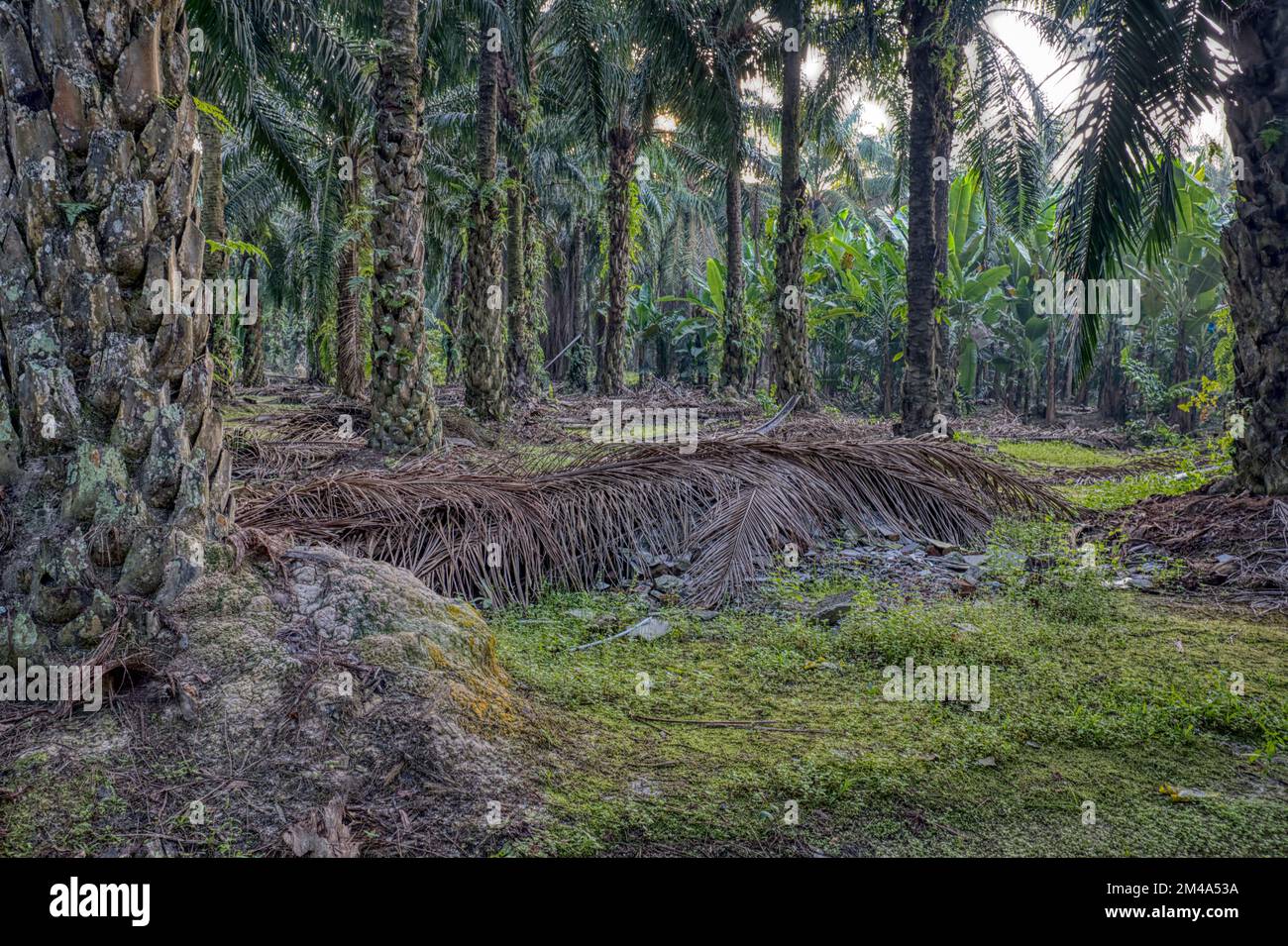 scenic environment at the isolated palm oil plantation Stock Photo - Alamy