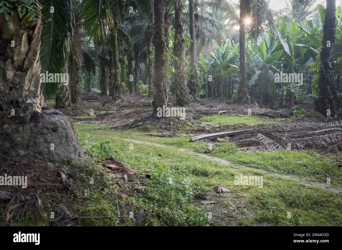 scenic environment at the isolated palm oil plantation Stock Photo - Alamy