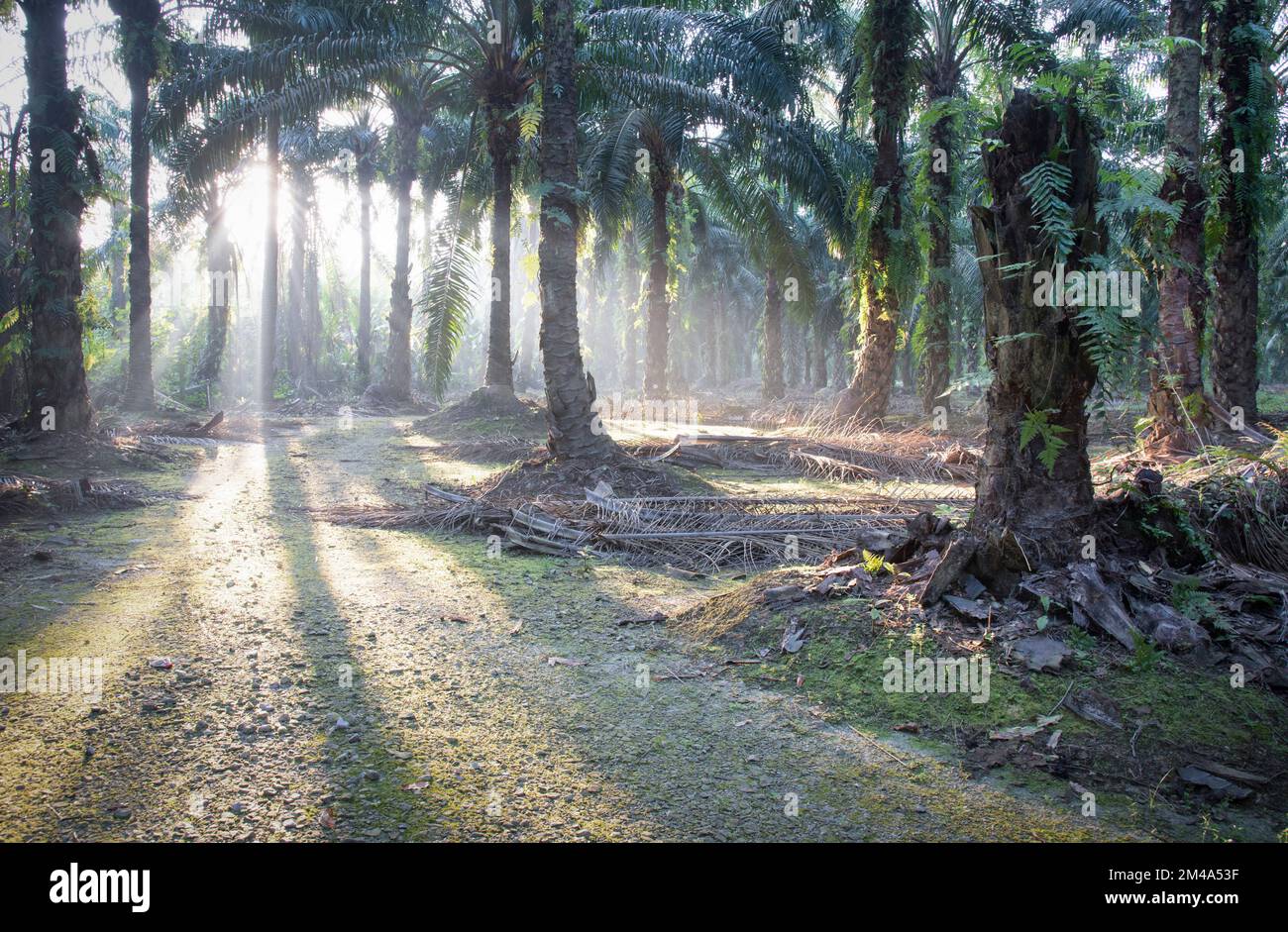 scenic environment at the isolated palm oil plantation Stock Photo - Alamy