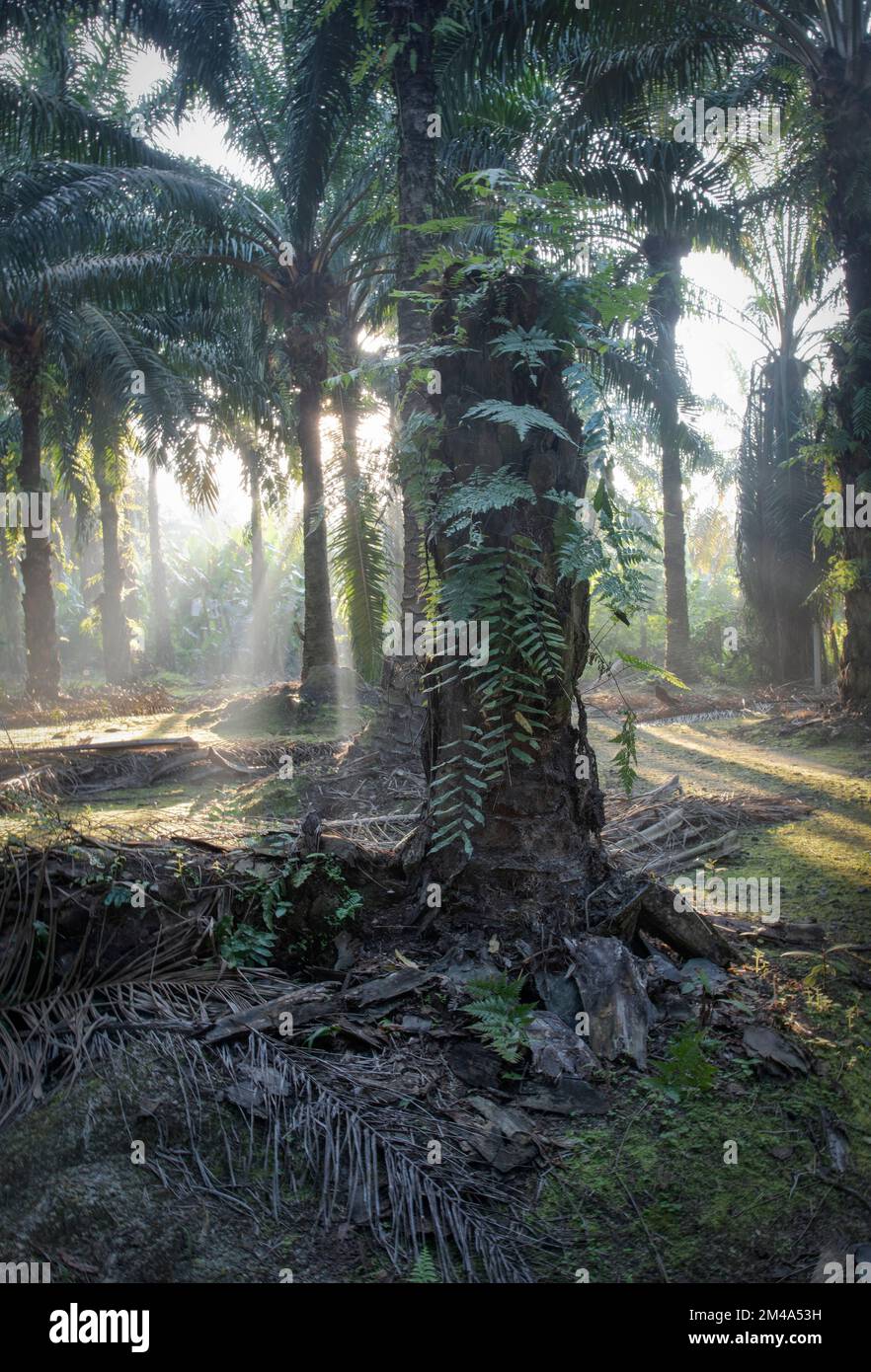scenic environment at the isolated palm oil plantation Stock Photo - Alamy