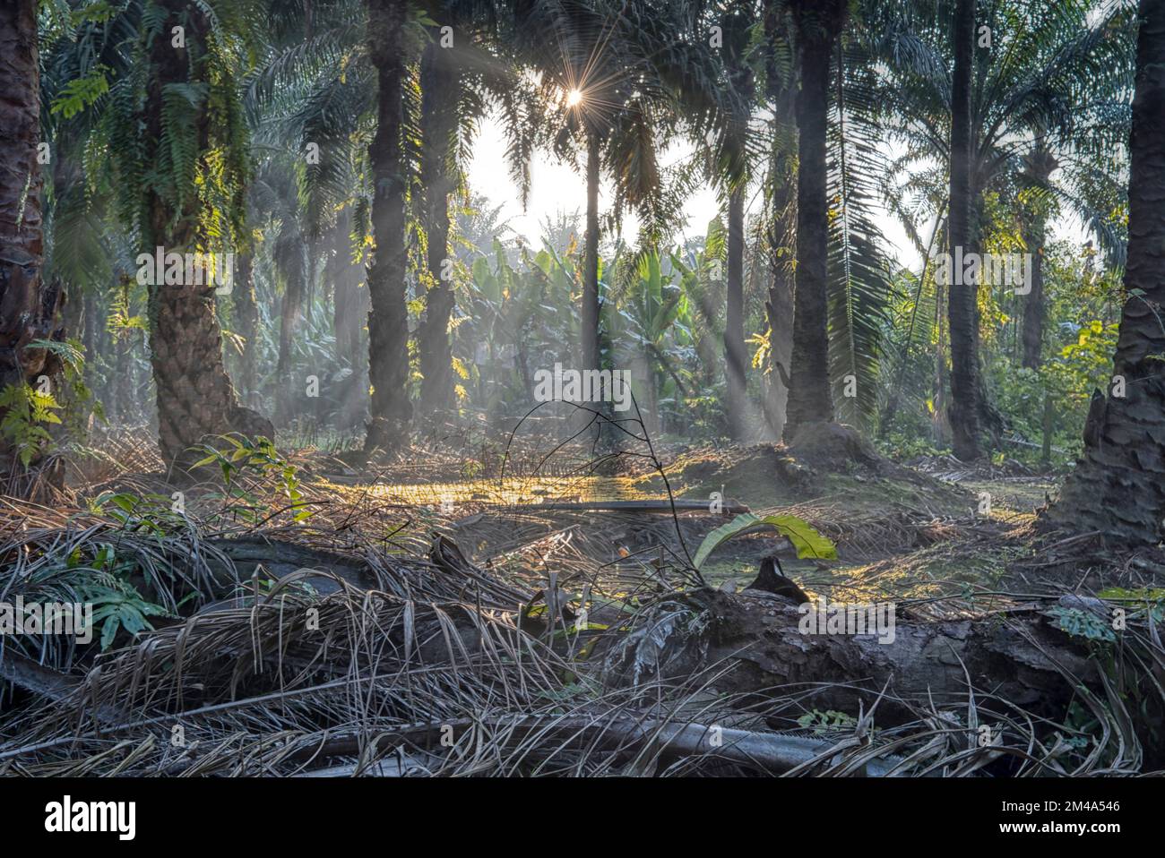 scenic environment at the isolated palm oil plantation Stock Photo - Alamy