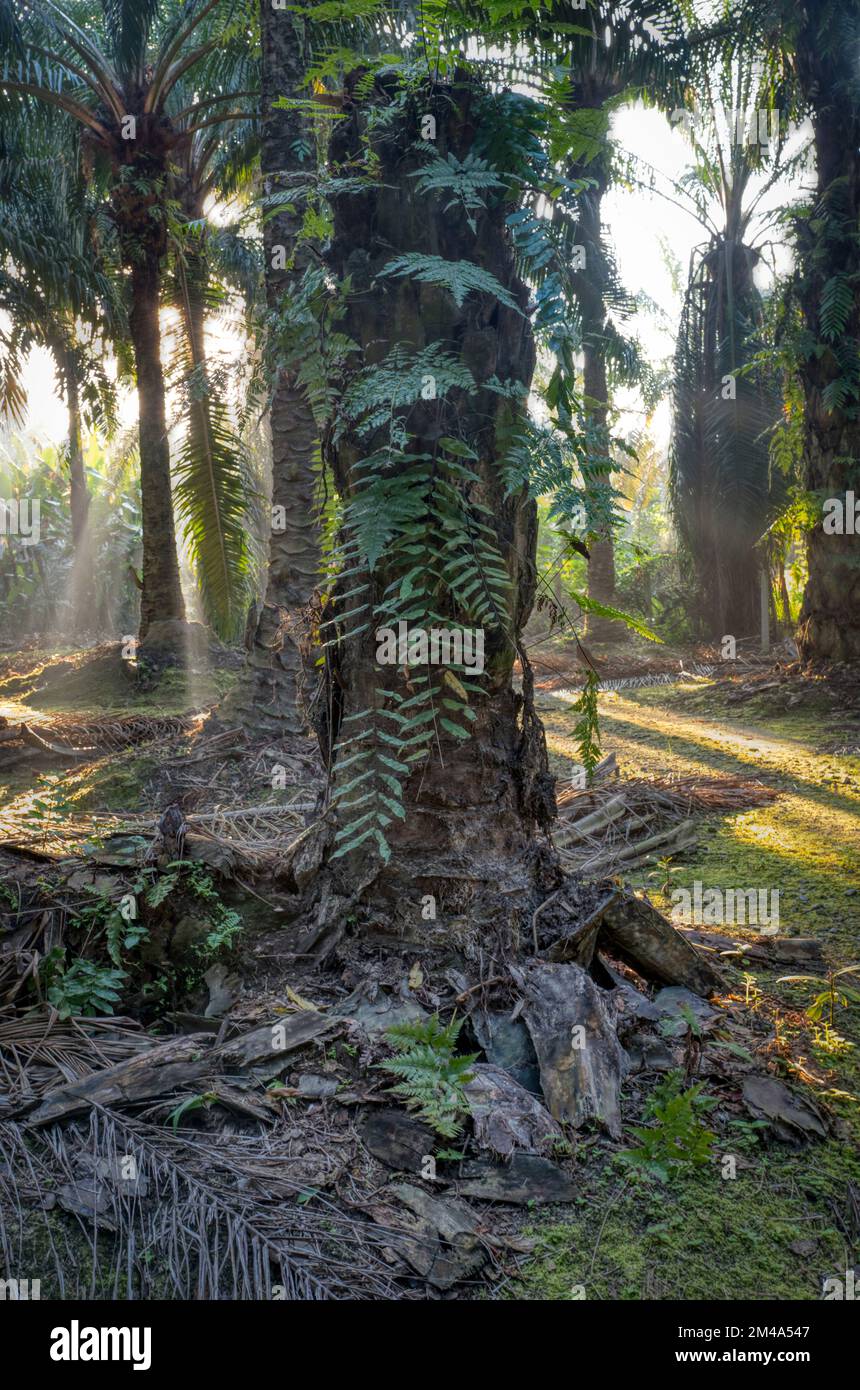 scenic environment at the isolated palm oil plantation Stock Photo - Alamy