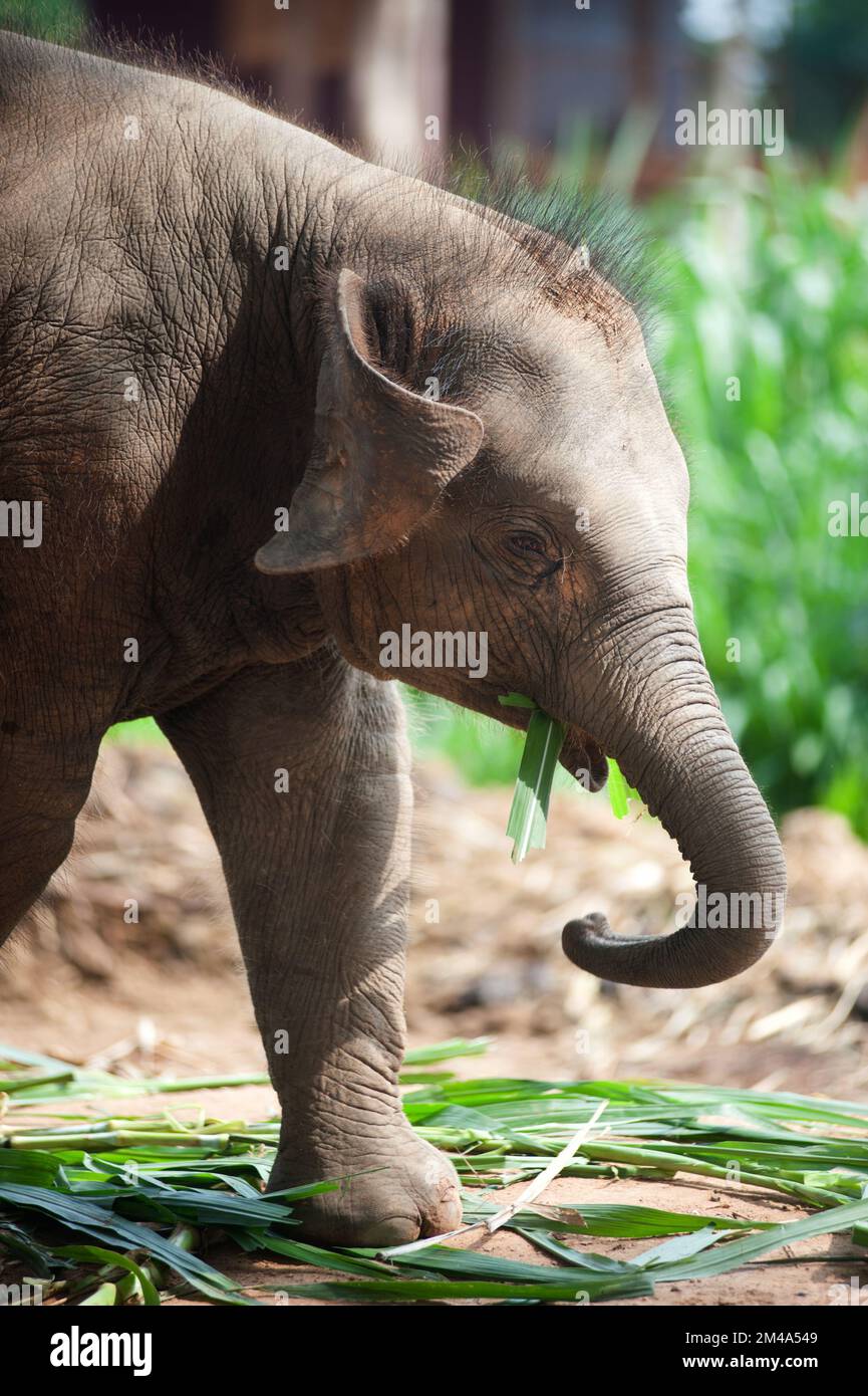 Asian Elephant in the lush green grass Stock Photo - Alamy