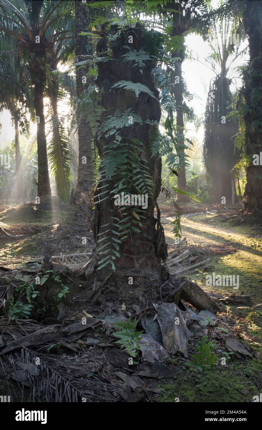 scenic environment at the isolated palm oil plantation Stock Photo - Alamy