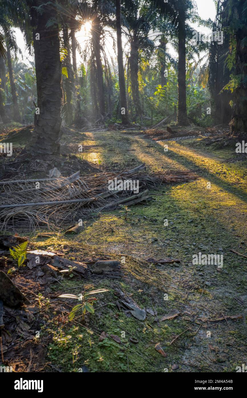 scenic environment at the isolated palm oil plantation Stock Photo - Alamy