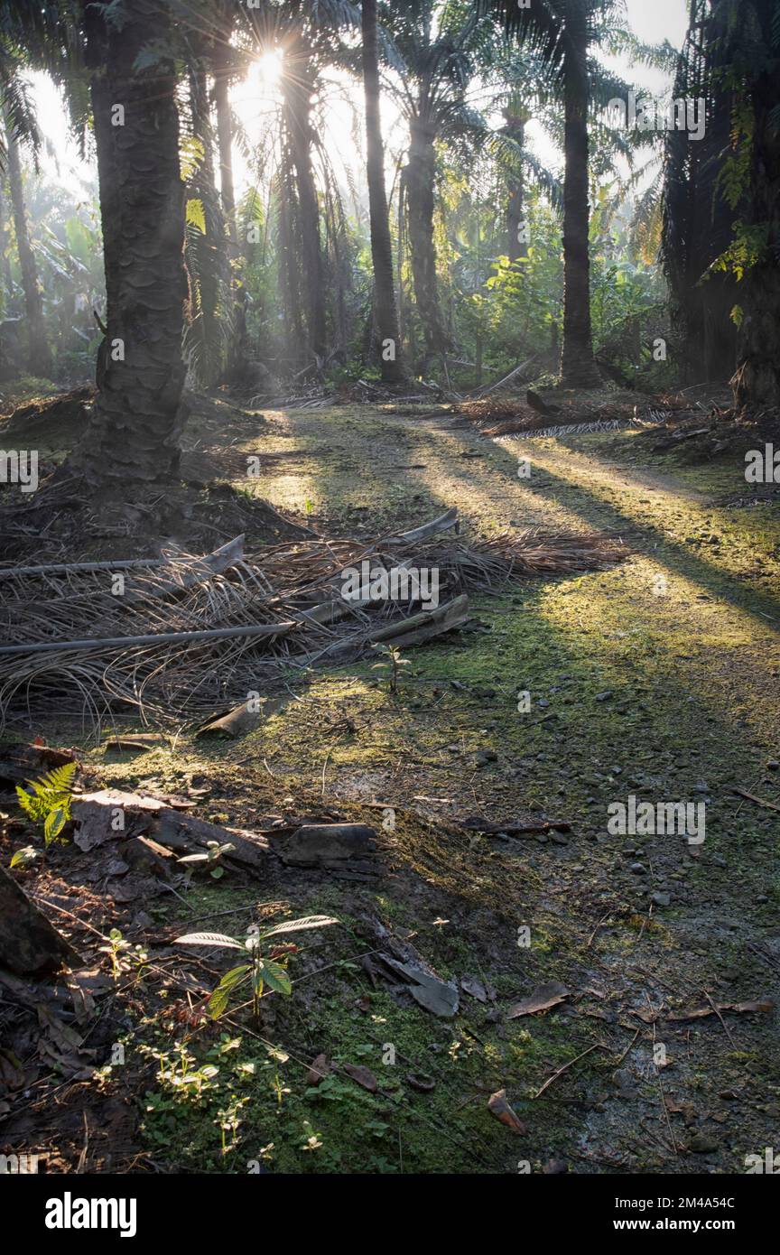 scenic environment at the isolated palm oil plantation Stock Photo - Alamy