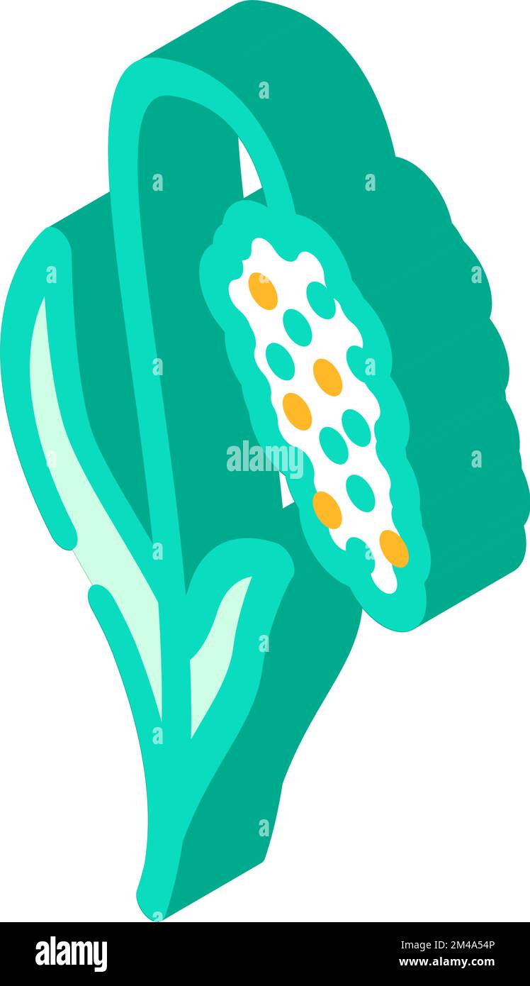 millet plant food isometric icon vector illustration Stock Vector Image ...