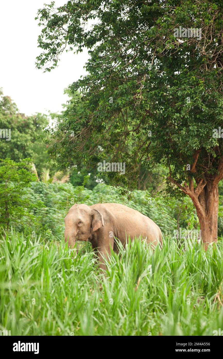 Asian Elephant in the lush green grass Stock Photo - Alamy