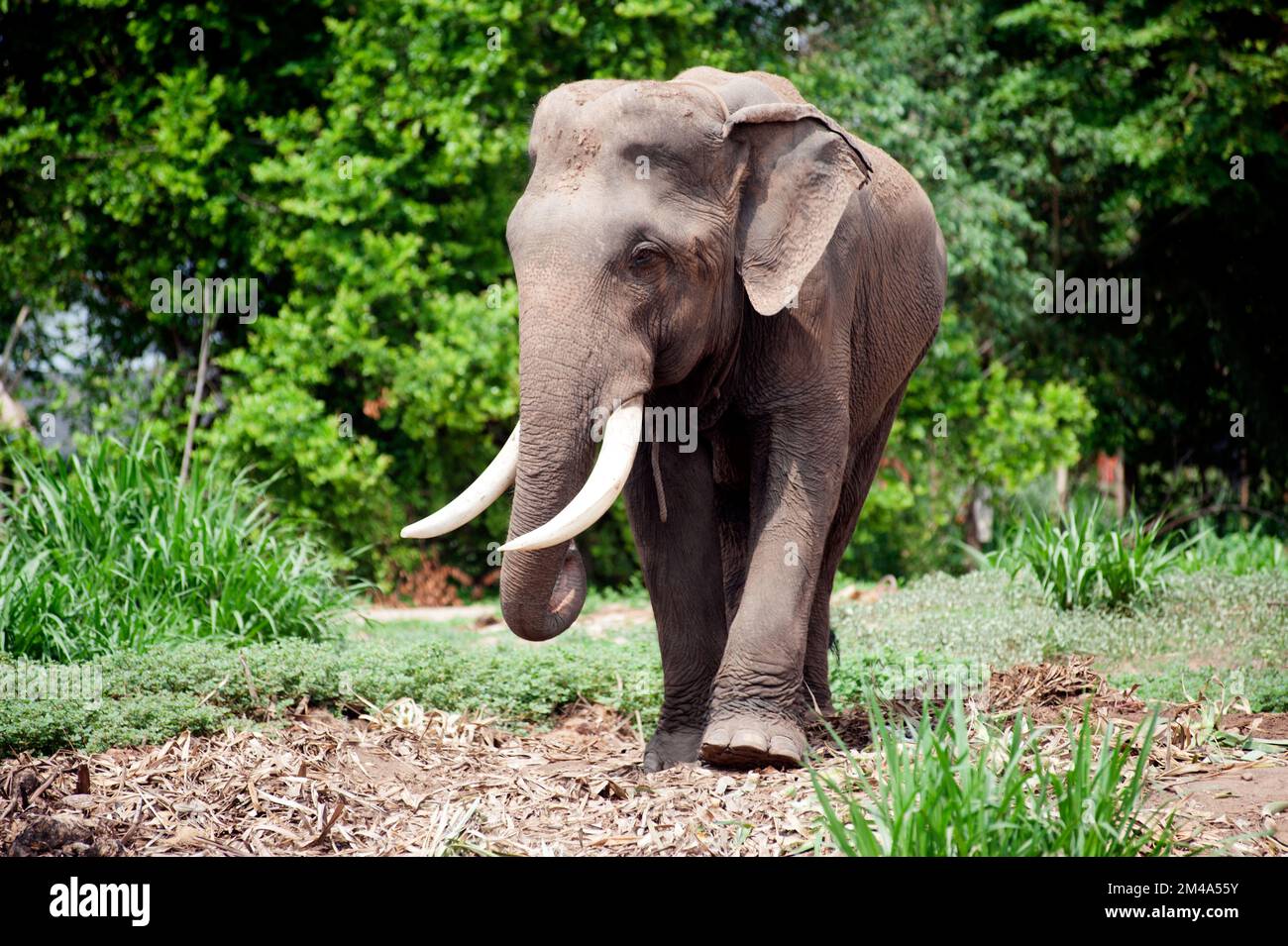 Asian Elephant in the lush green grass Stock Photo - Alamy