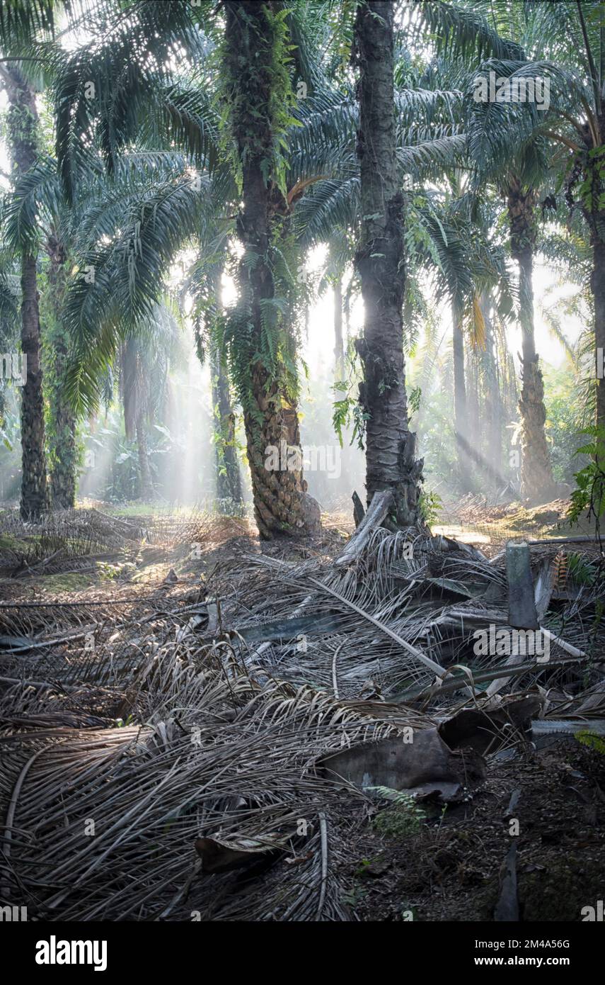 scenic environment at the isolated palm oil plantation Stock Photo - Alamy