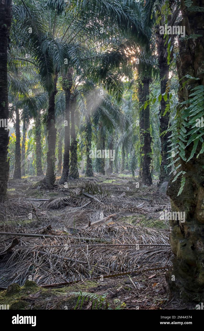 scenic environment at the isolated palm oil plantation Stock Photo - Alamy