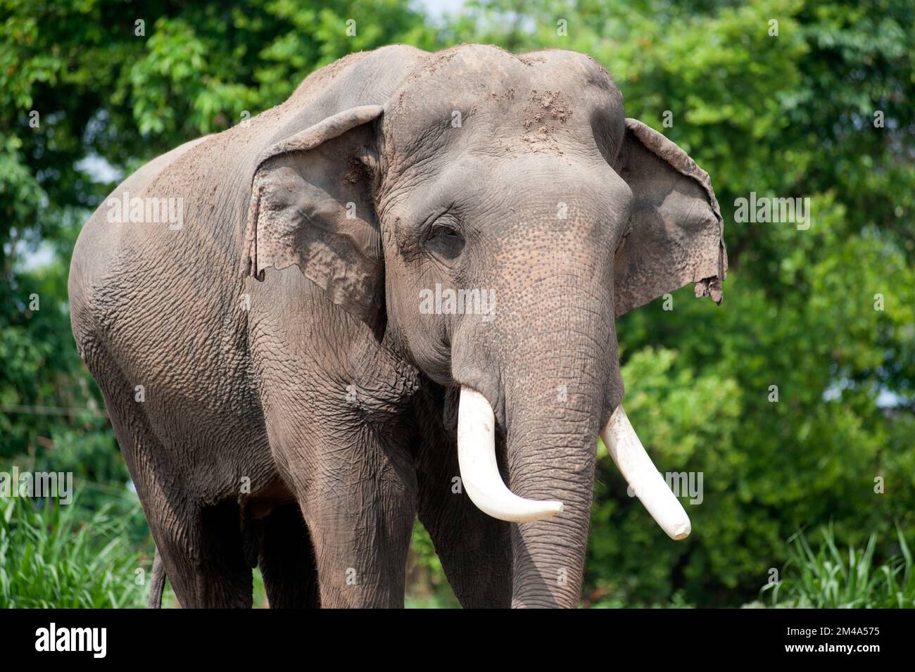 Asian Elephant in the lush green grass Stock Photo - Alamy