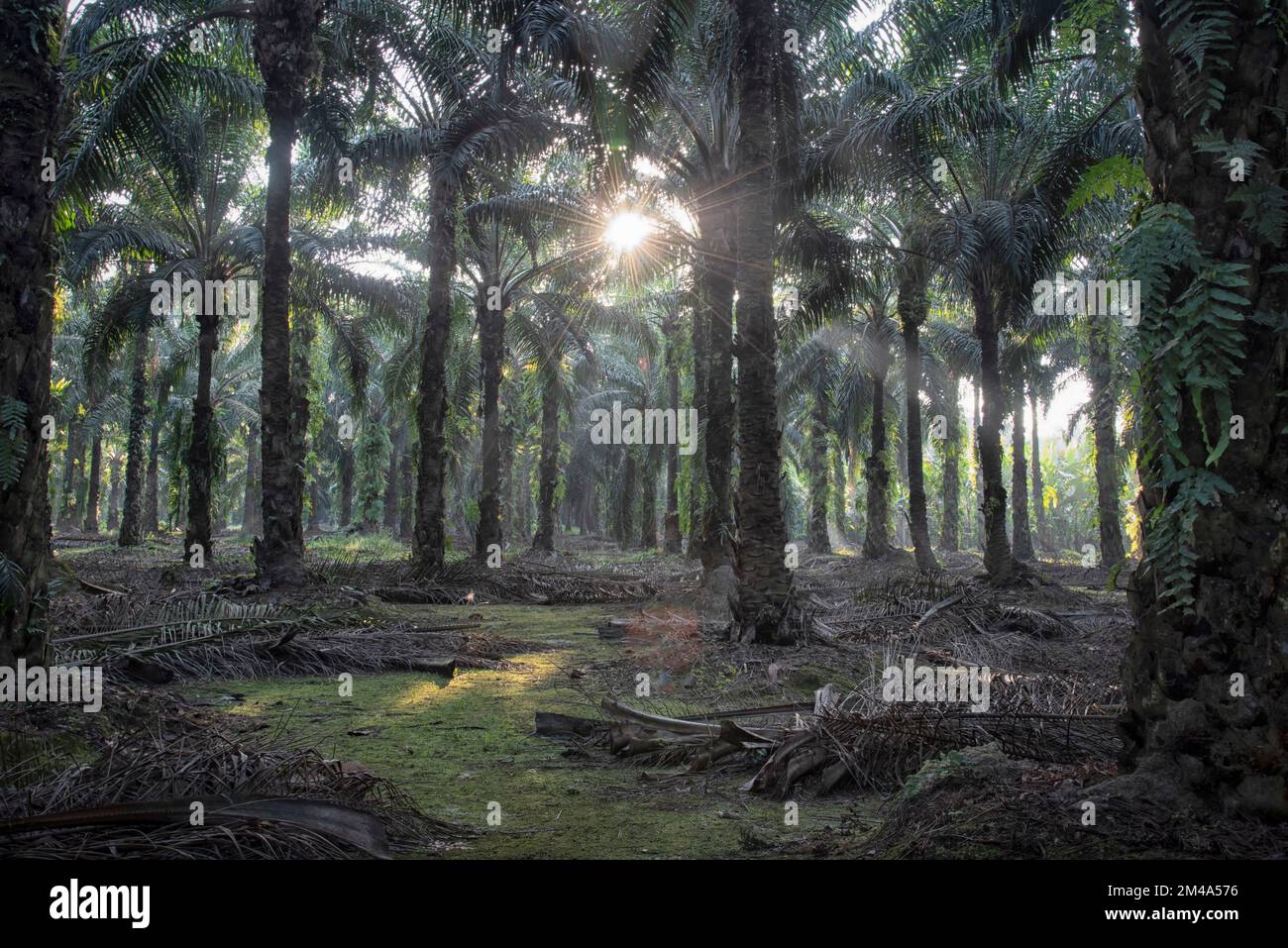 scenic environment at the isolated palm oil plantation Stock Photo - Alamy