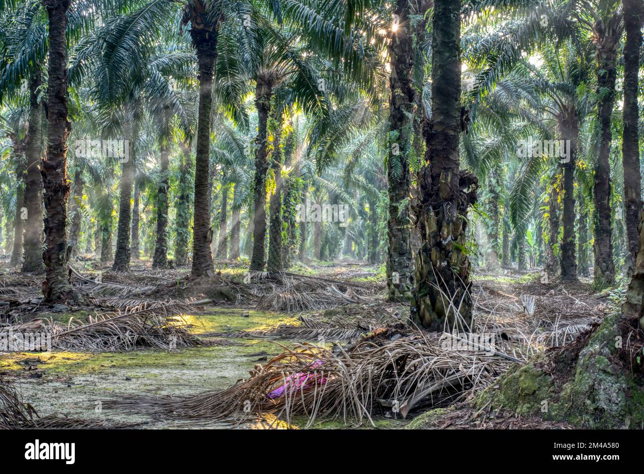 scenic environment at the isolated palm oil plantation Stock Photo - Alamy