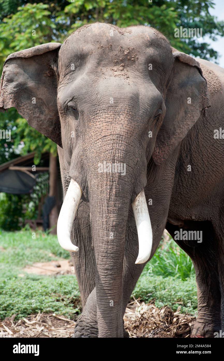Asian Elephant in the lush green grass Stock Photo - Alamy