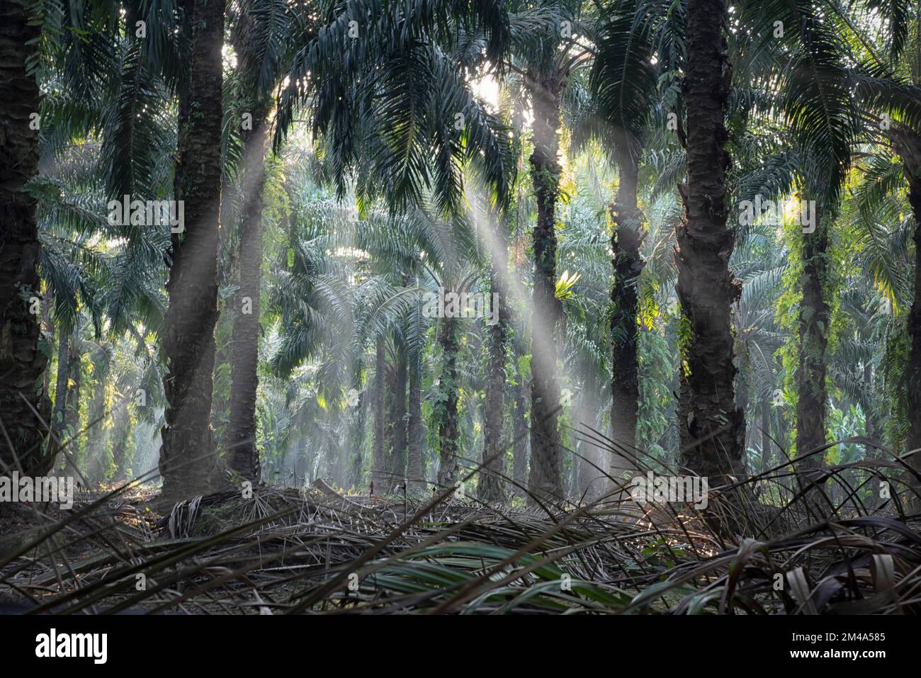 scenic environment at the isolated palm oil plantation Stock Photo - Alamy