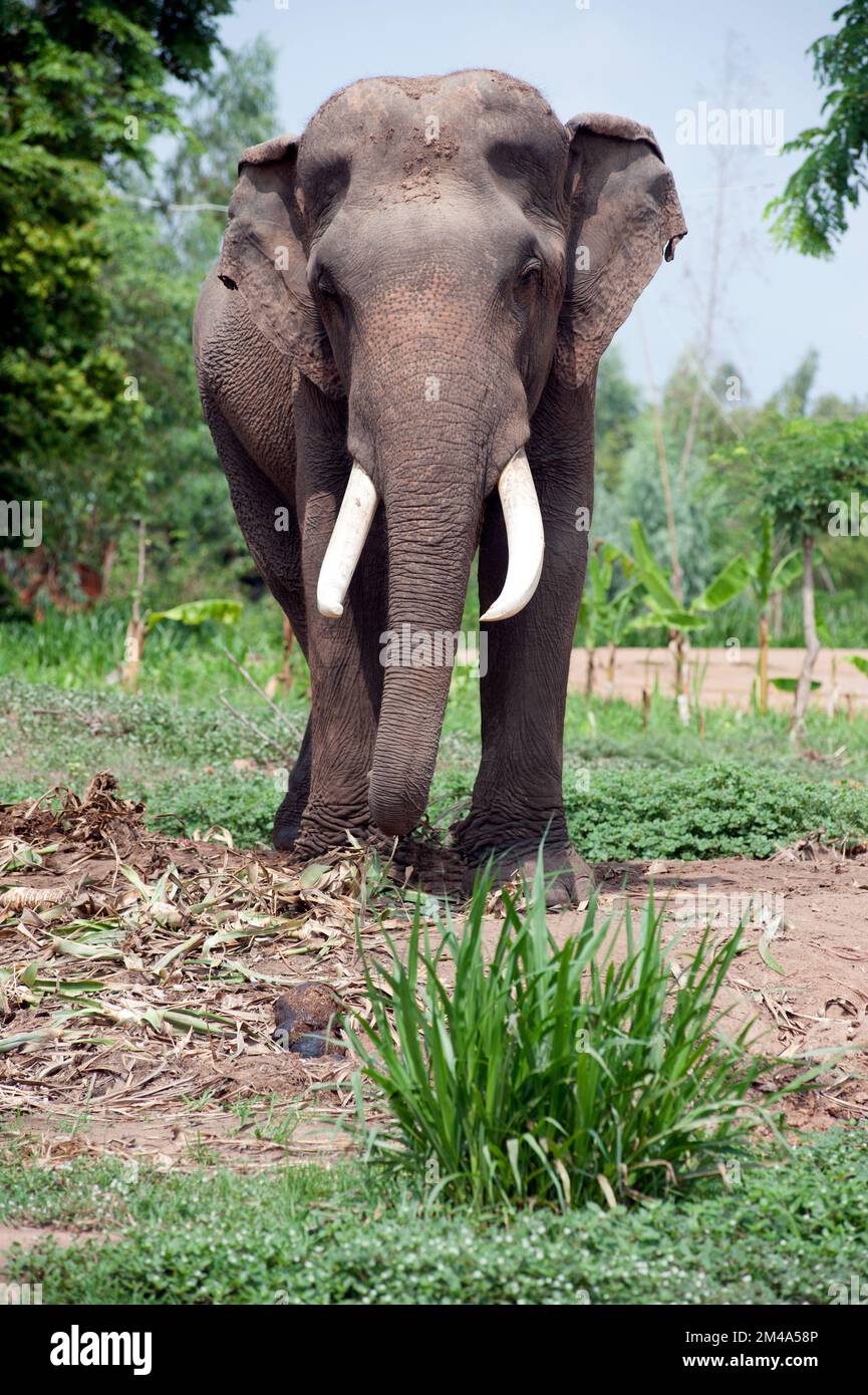 Asian Elephant in the lush green grass Stock Photo - Alamy