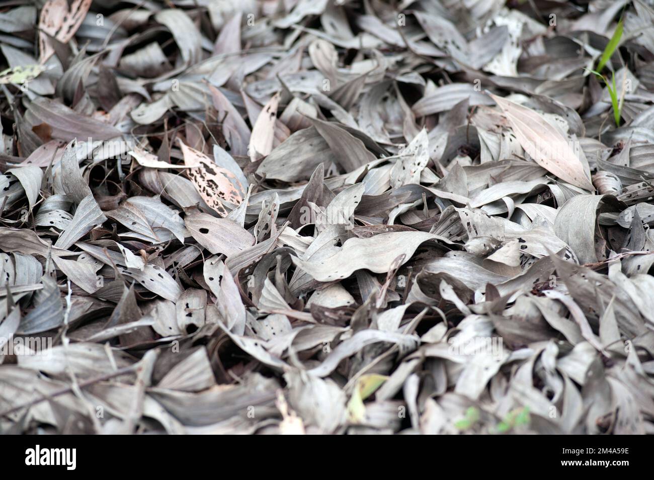 Dry leaves texture or background Stock Photo - Alamy Dry leaves texture or background Stock Photo - Alamy