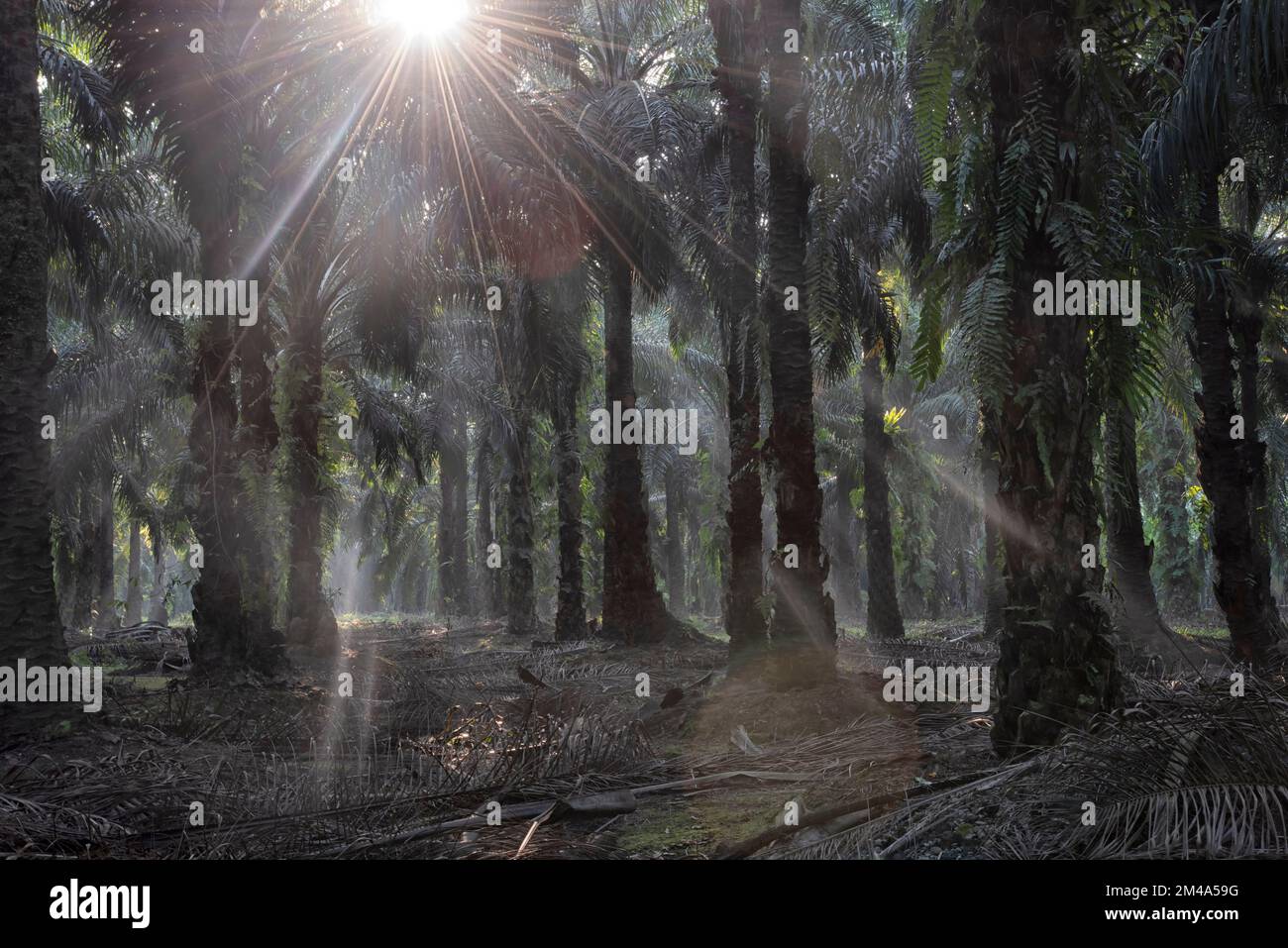 scenic environment at the isolated palm oil plantation Stock Photo - Alamy