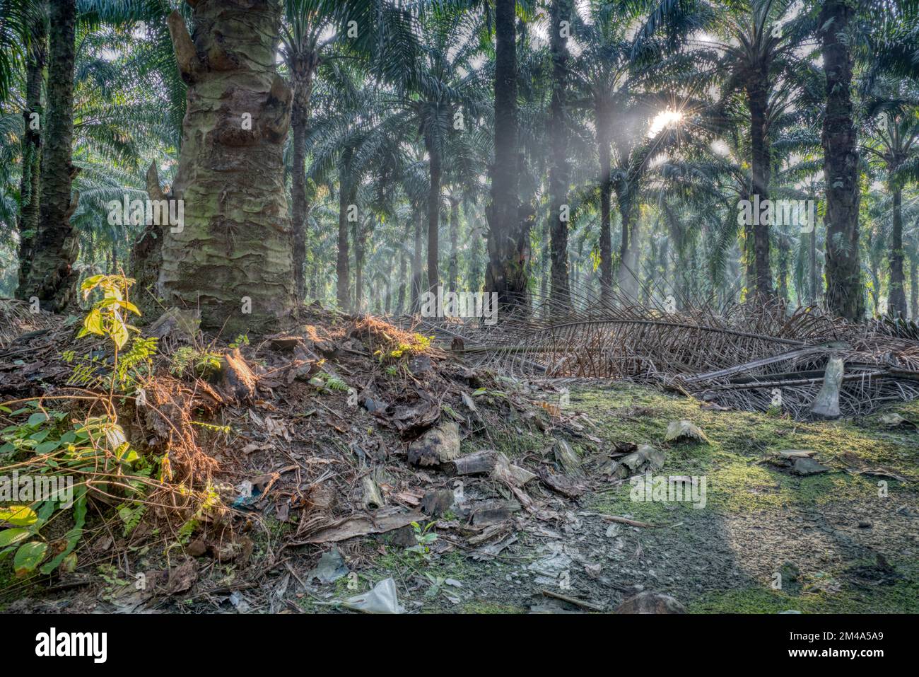 scenic environment at the isolated palm oil plantation Stock Photo - Alamy