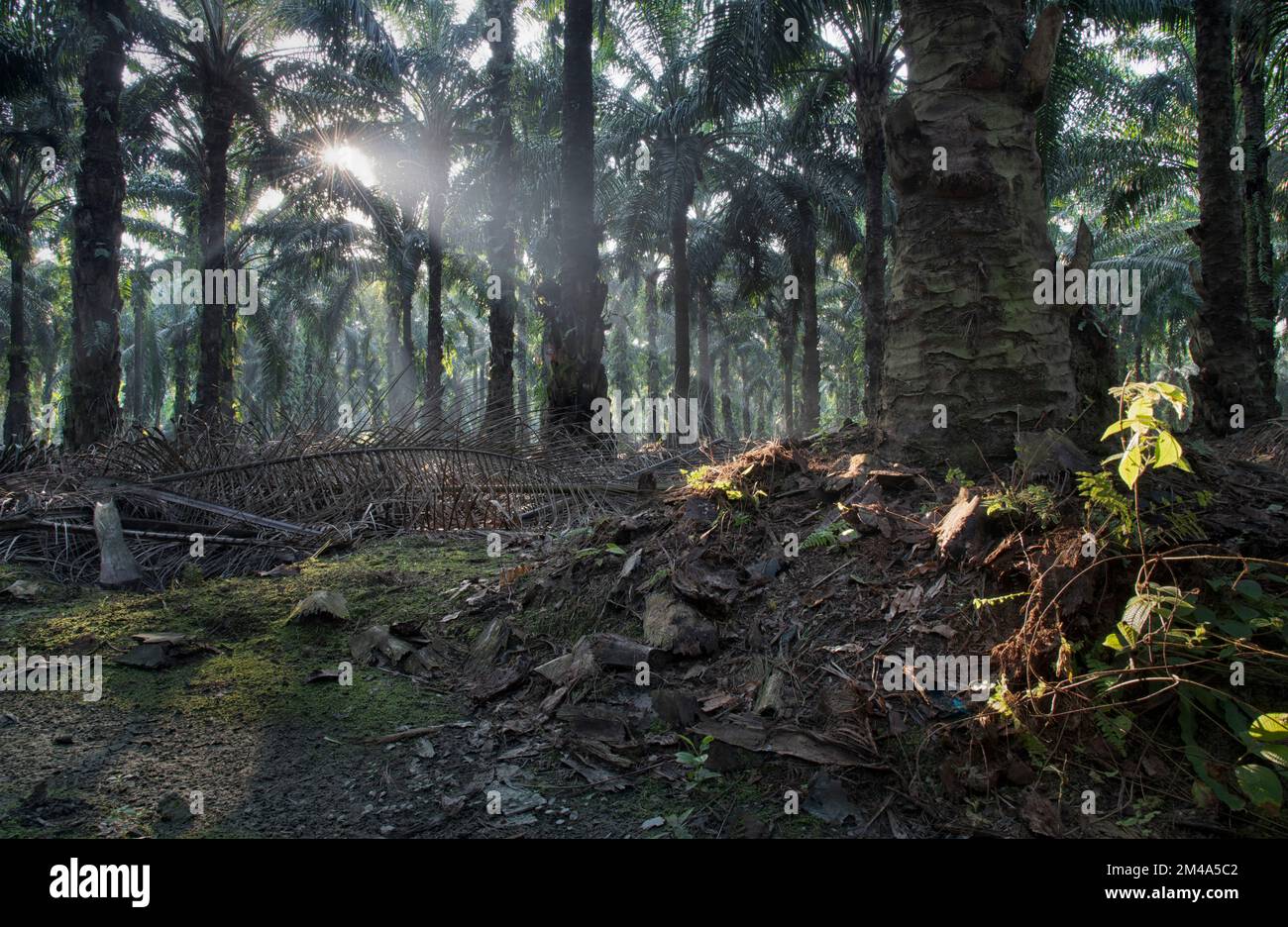 scenic environment at the isolated palm oil plantation Stock Photo - Alamy