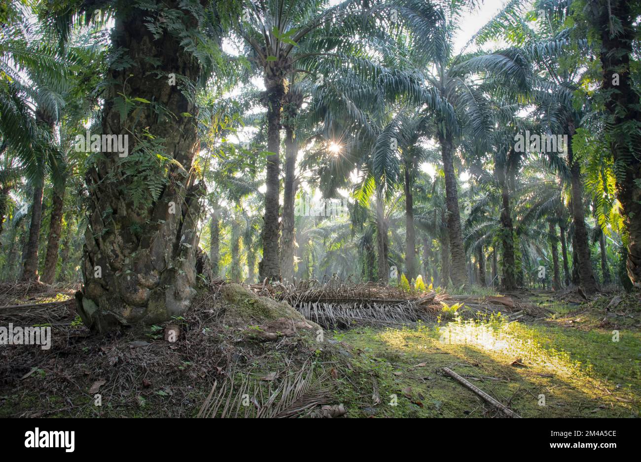 scenic environment at the isolated palm oil plantation Stock Photo - Alamy