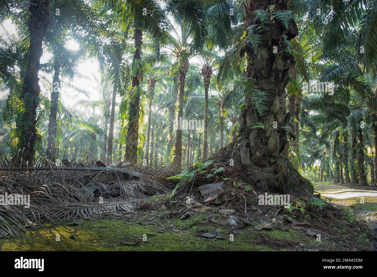 scenic environment at the isolated palm oil plantation Stock Photo - Alamy