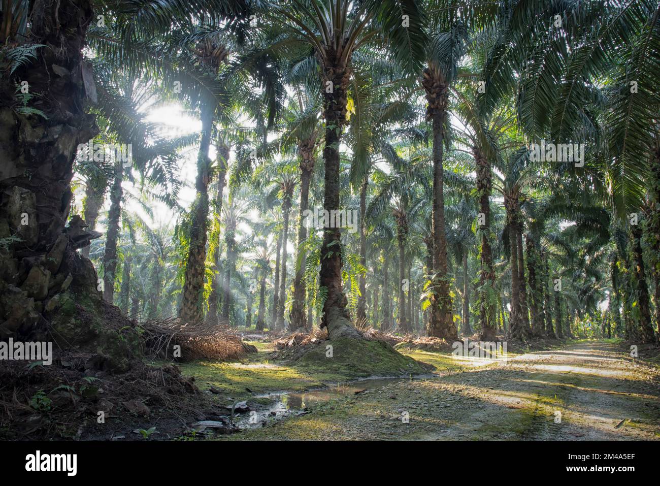 scenic environment at the isolated palm oil plantation Stock Photo - Alamy