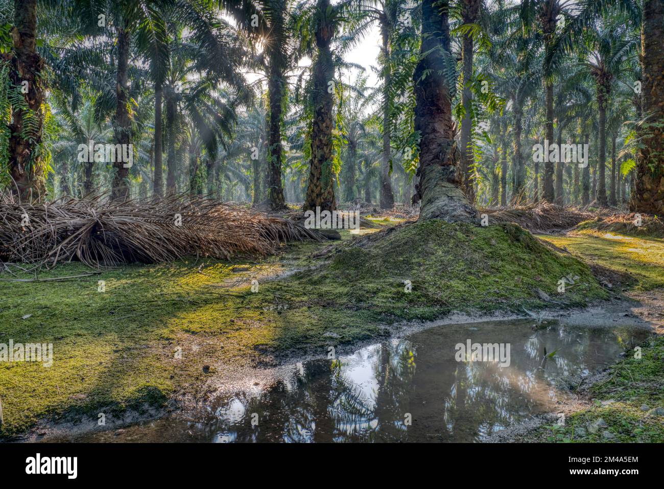 scenic environment at the isolated palm oil plantation Stock Photo - Alamy