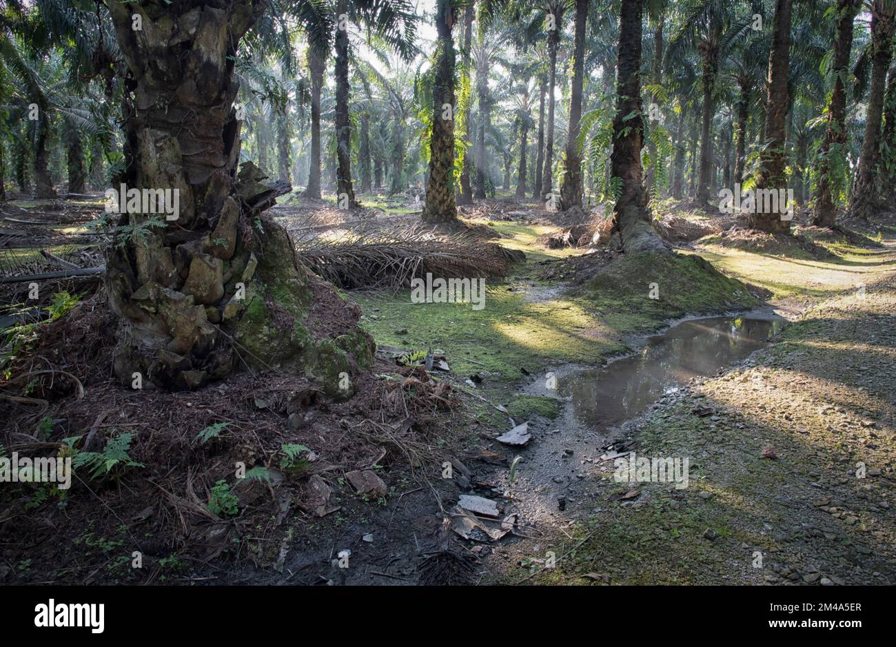 scenic environment at the isolated palm oil plantation Stock Photo - Alamy