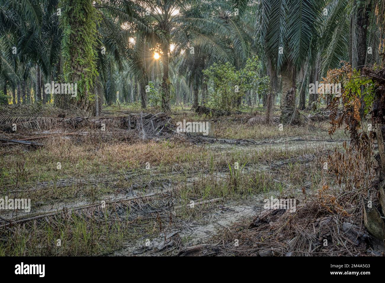 scenic environment at the isolated palm oil plantation Stock Photo - Alamy