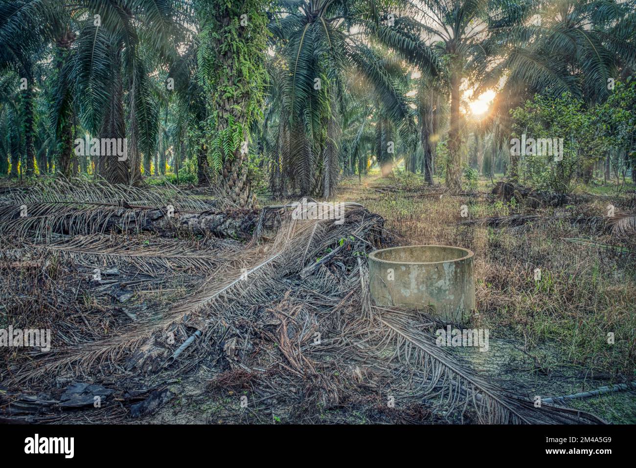 scenic environment at the isolated palm oil plantation Stock Photo - Alamy