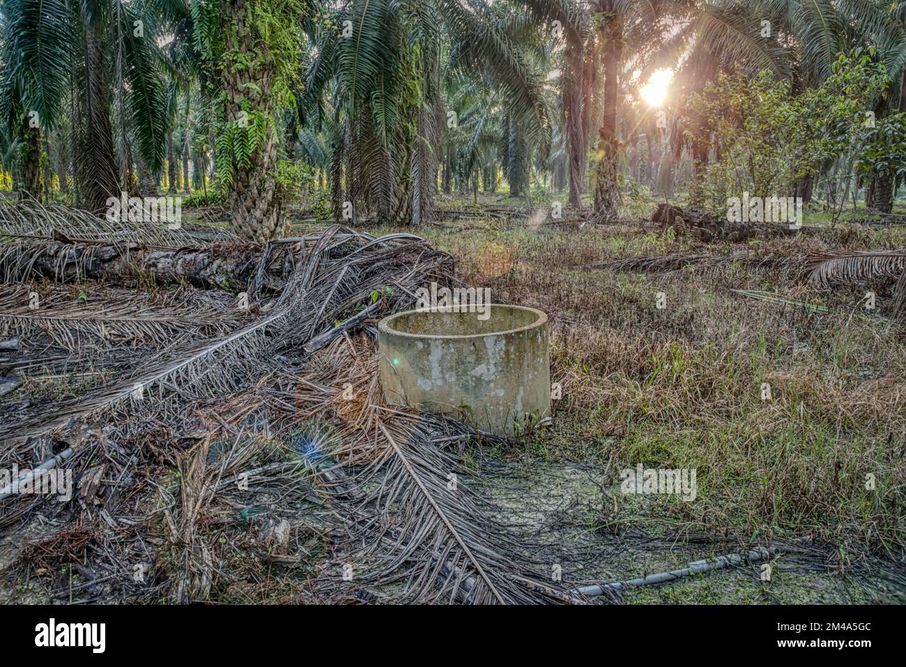 scenic environment at the isolated palm oil plantation Stock Photo - Alamy