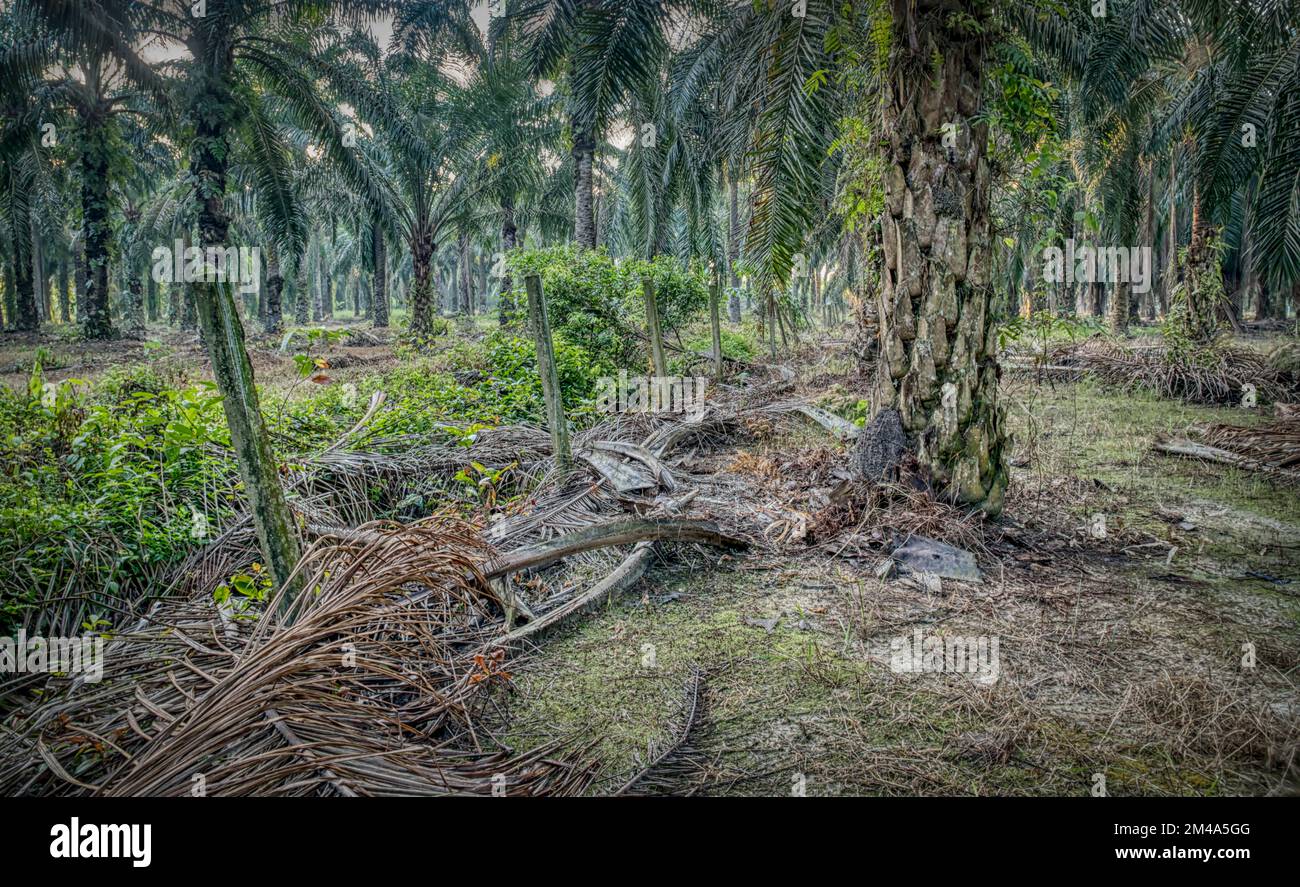 scenic environment at the isolated palm oil plantation Stock Photo - Alamy