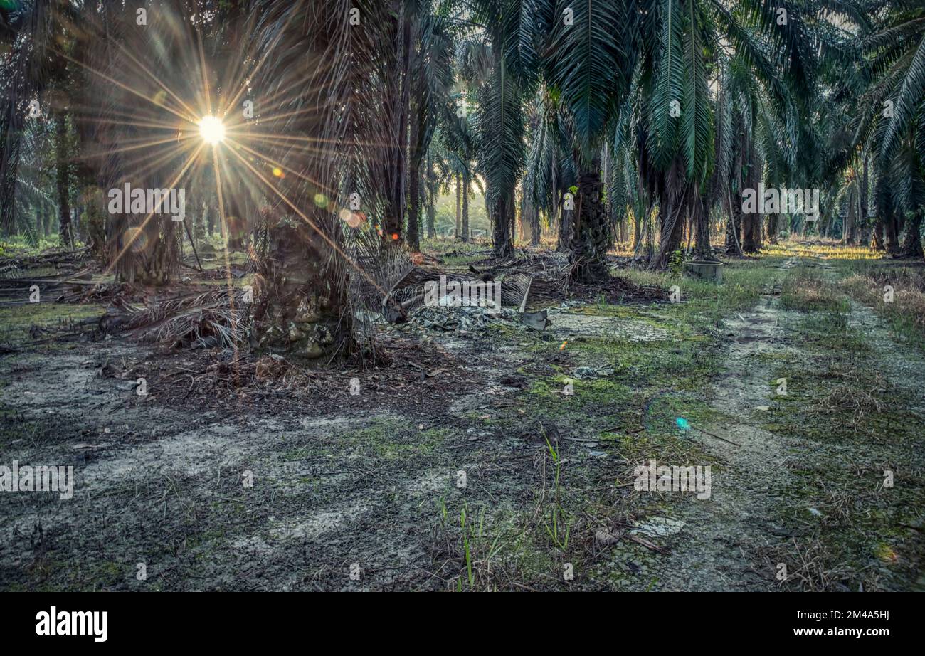 scenic environment at the isolated palm oil plantation Stock Photo - Alamy
