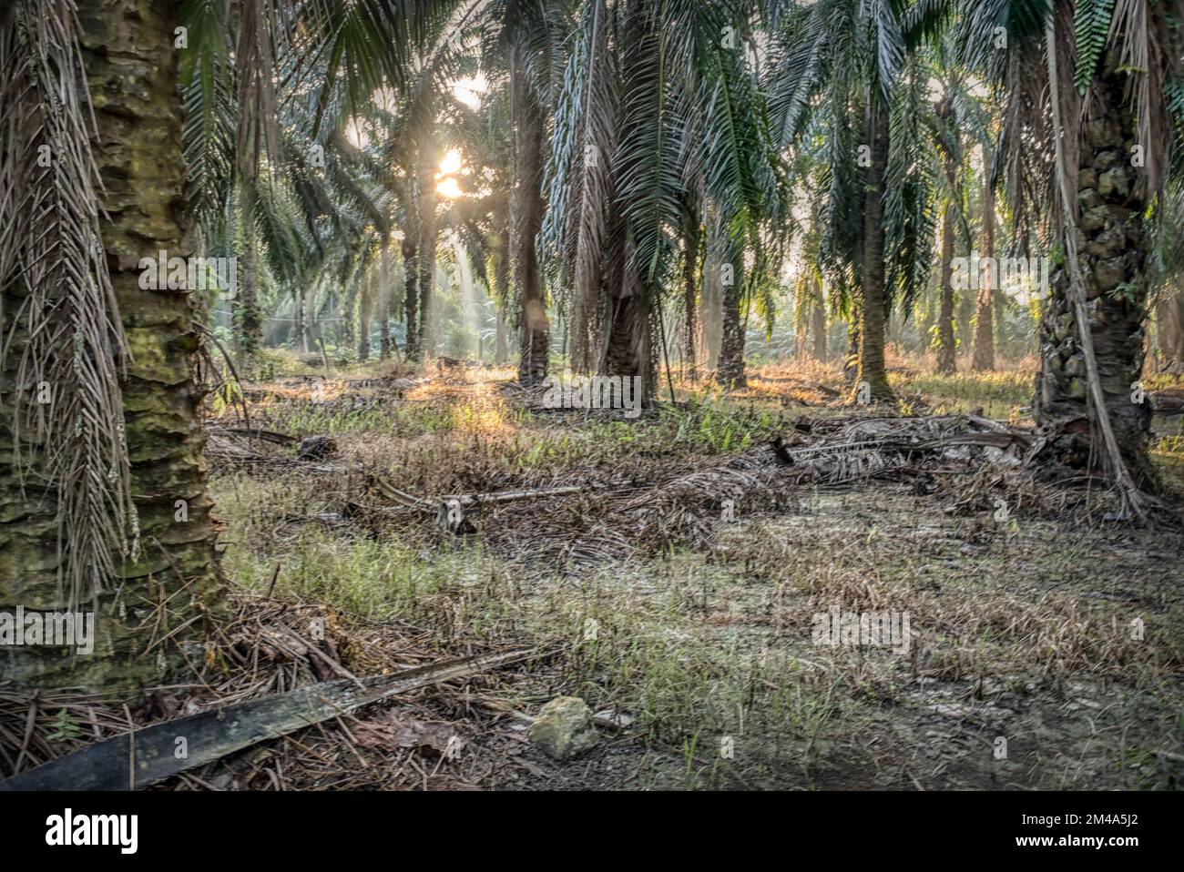 scenic environment at the isolated palm oil plantation Stock Photo - Alamy