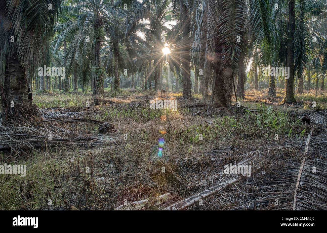 scenic environment at the isolated palm oil plantation Stock Photo - Alamy