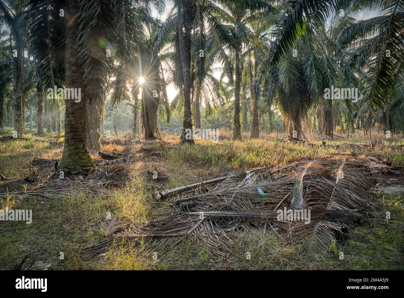 scenic environment at the isolated palm oil plantation Stock Photo - Alamy