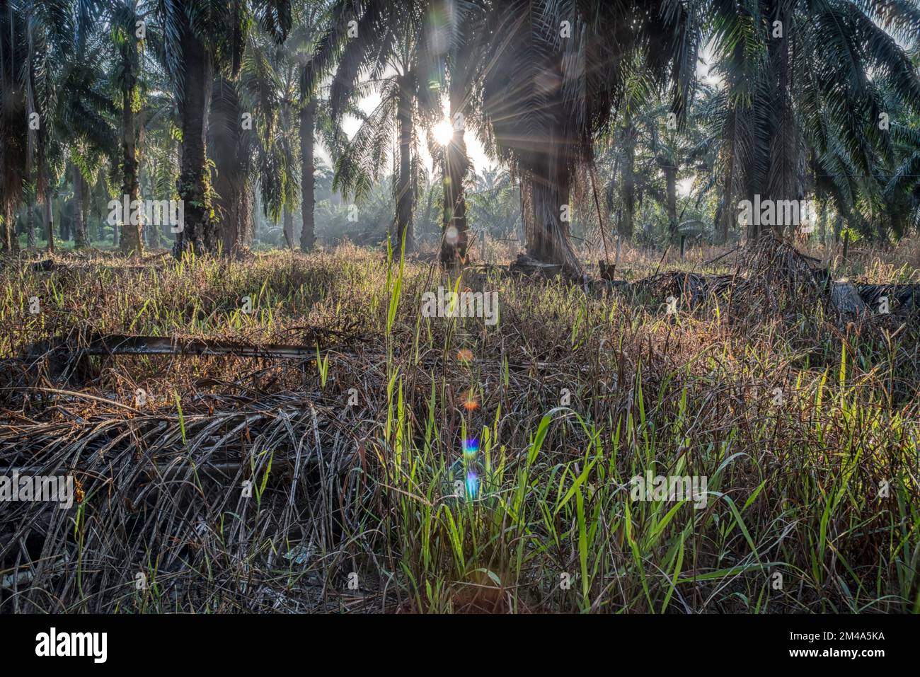 scenic environment at the isolated palm oil plantation Stock Photo - Alamy