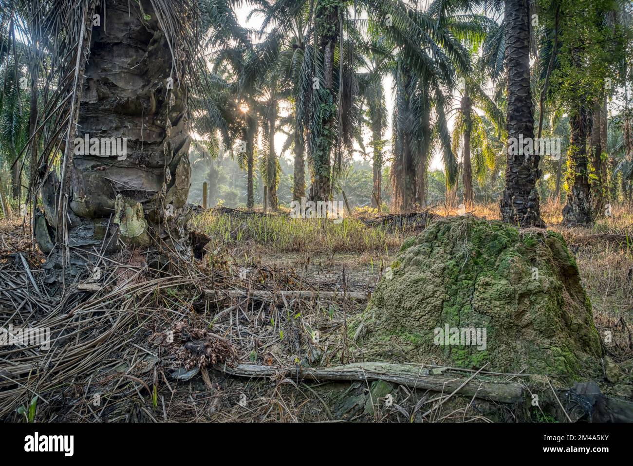 scenic environment at the isolated palm oil plantation Stock Photo - Alamy