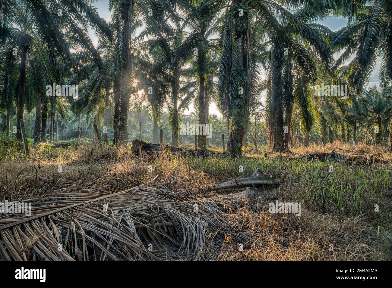 scenic environment at the isolated palm oil plantation Stock Photo - Alamy